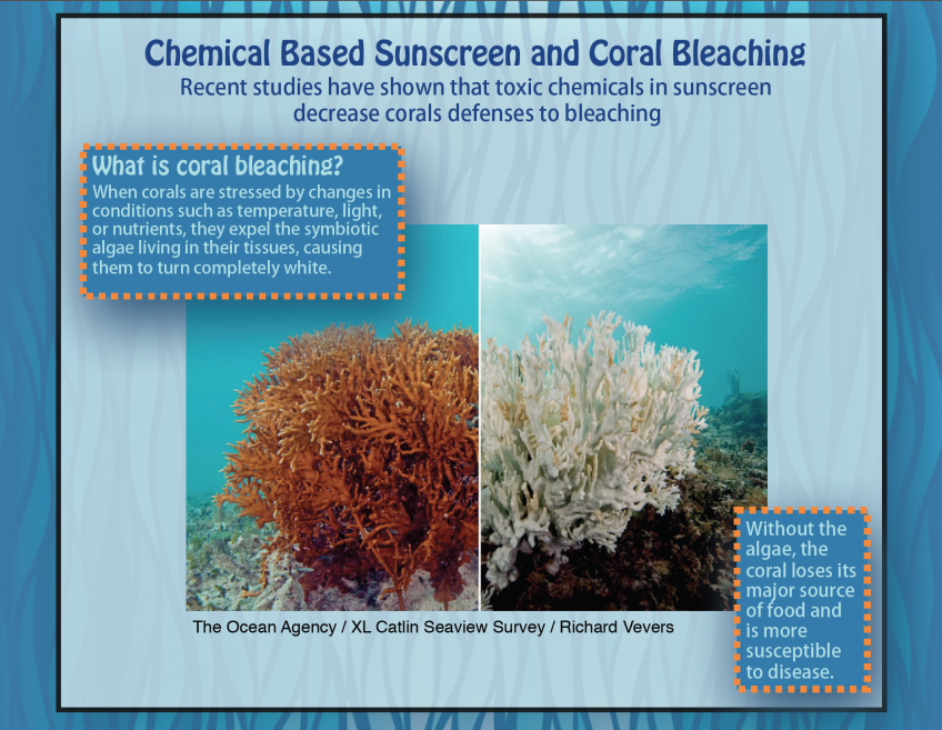 Sunscreen and Coral Bleaching - Reef Relief