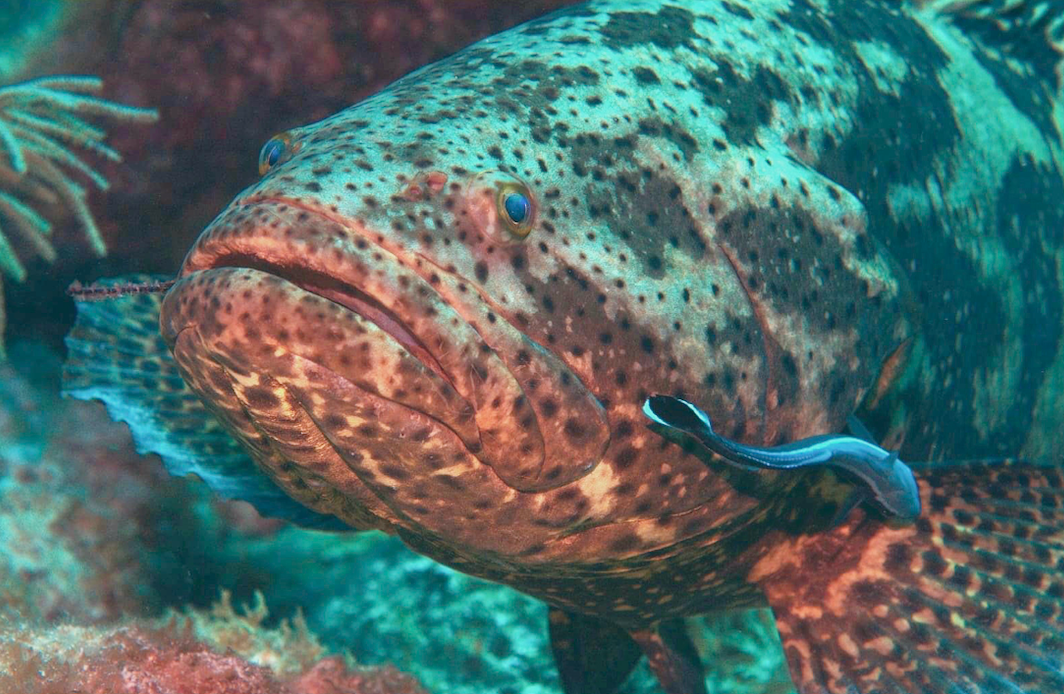 Protect the Goliath grouper population | Reef Relief
