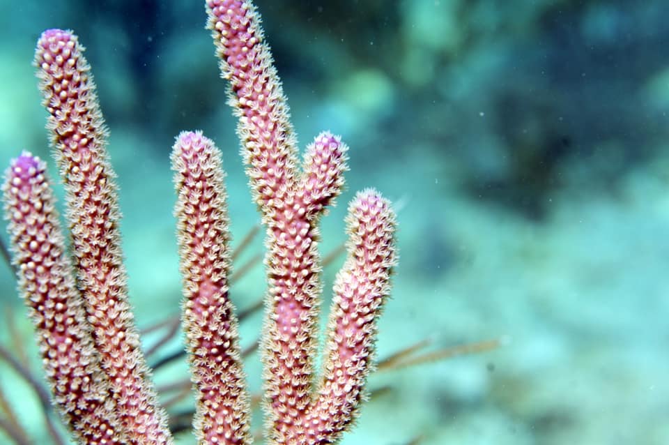 Threats to Coral Reefs | Reef Relief