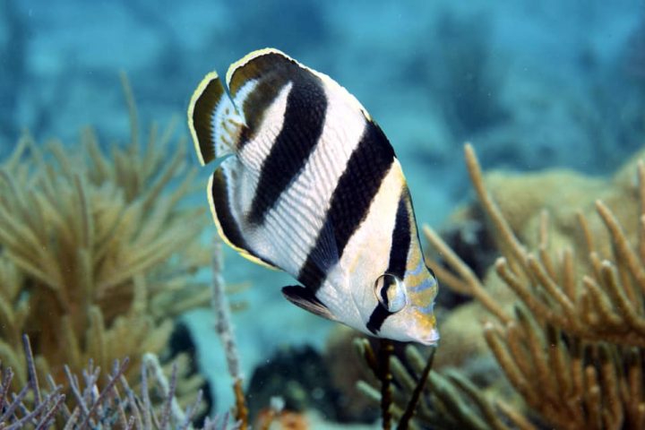 Reef Relief | Learn. Explore. Act Now.