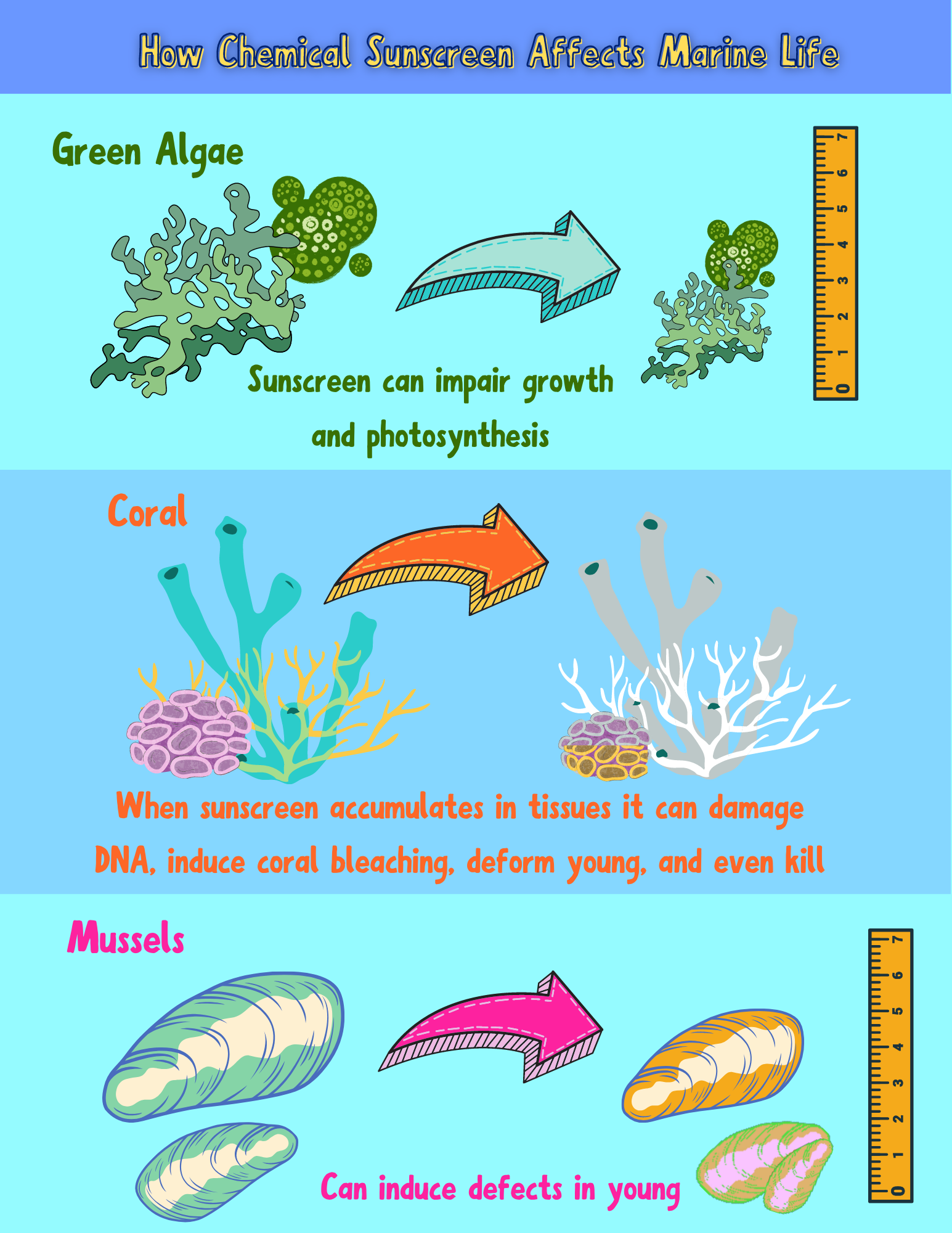 Understanding Sunscreens: What to Avoid and Why | Reef Relief