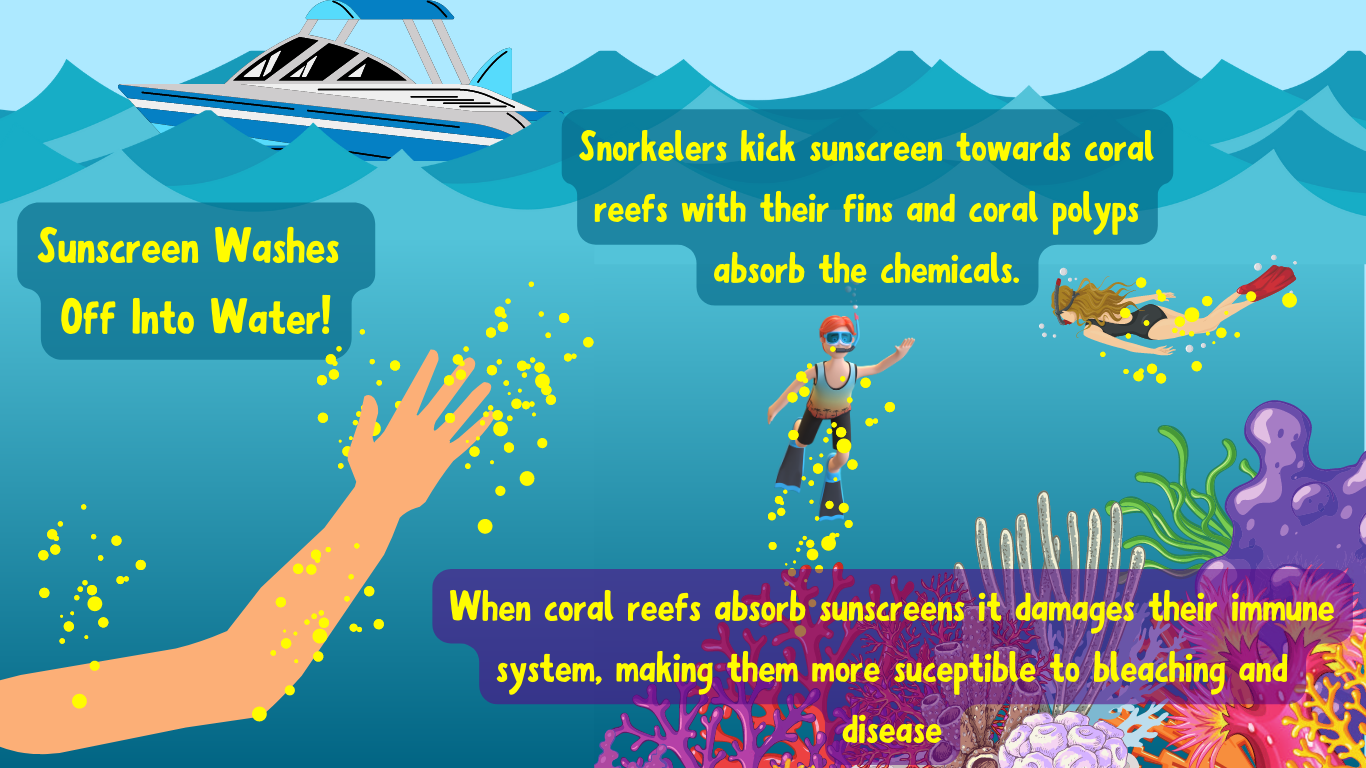 Understanding Sunscreens: What to Avoid and Why | Reef Relief
