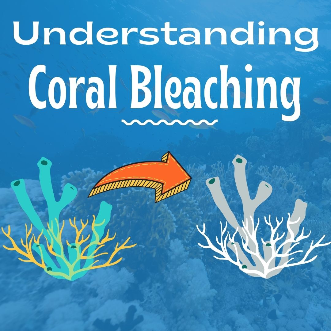Sunscreen | Reef Relief