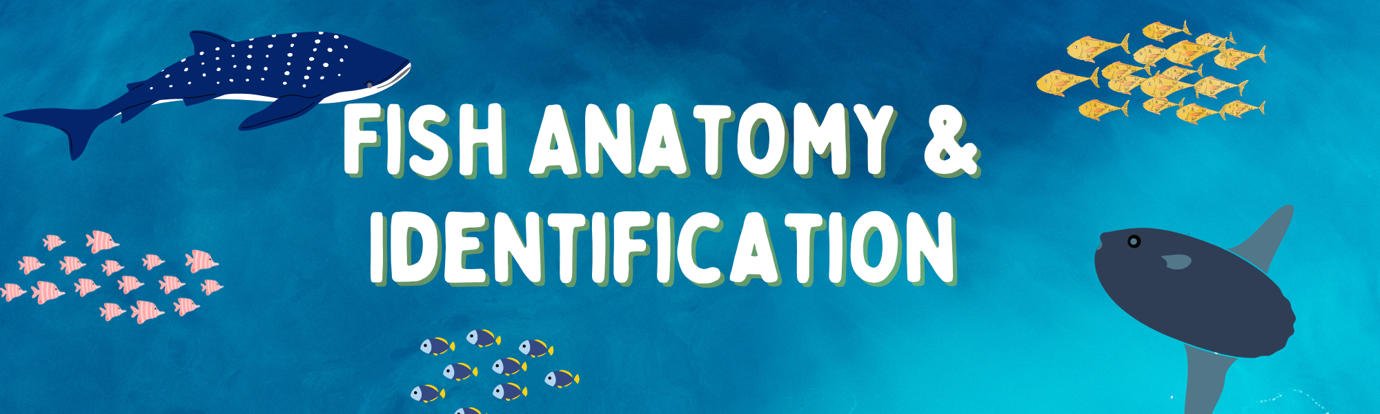 Protected: Fish Anatomy | Reef Relief