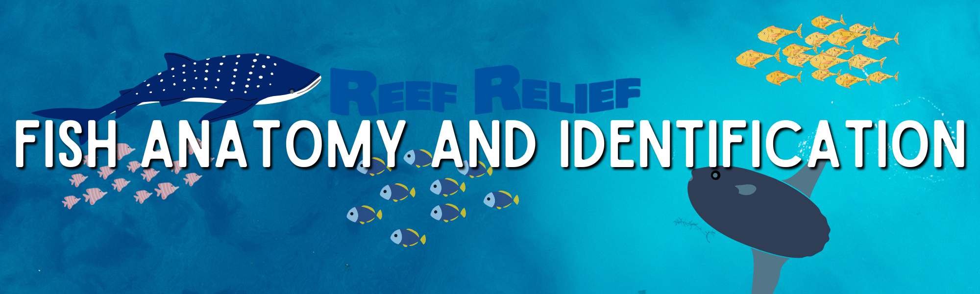 Protected: Fish Anatomy | Reef Relief