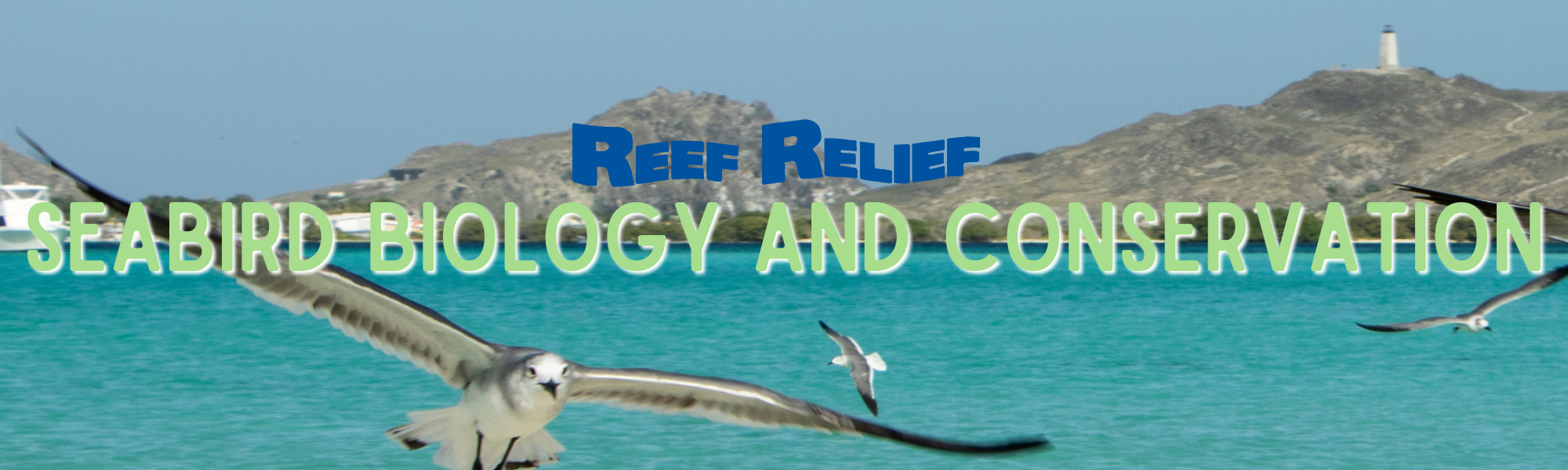 Protected: Biology and Conservation of Seabirds | Reef Relief