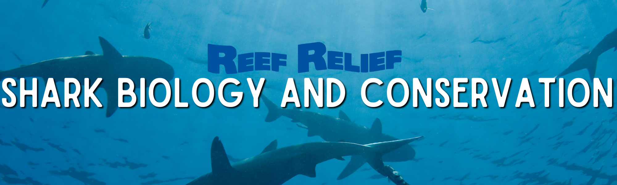 Protected: Shark Biology and Conservation | Reef Relief
