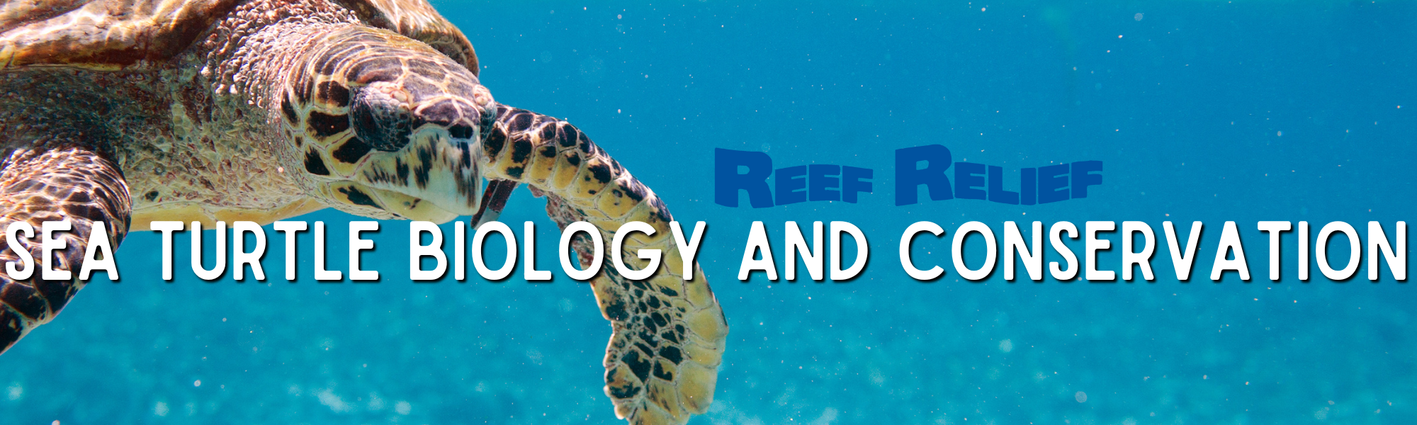 Protected: Sea Turtle Biology and Conservation | Reef Relief