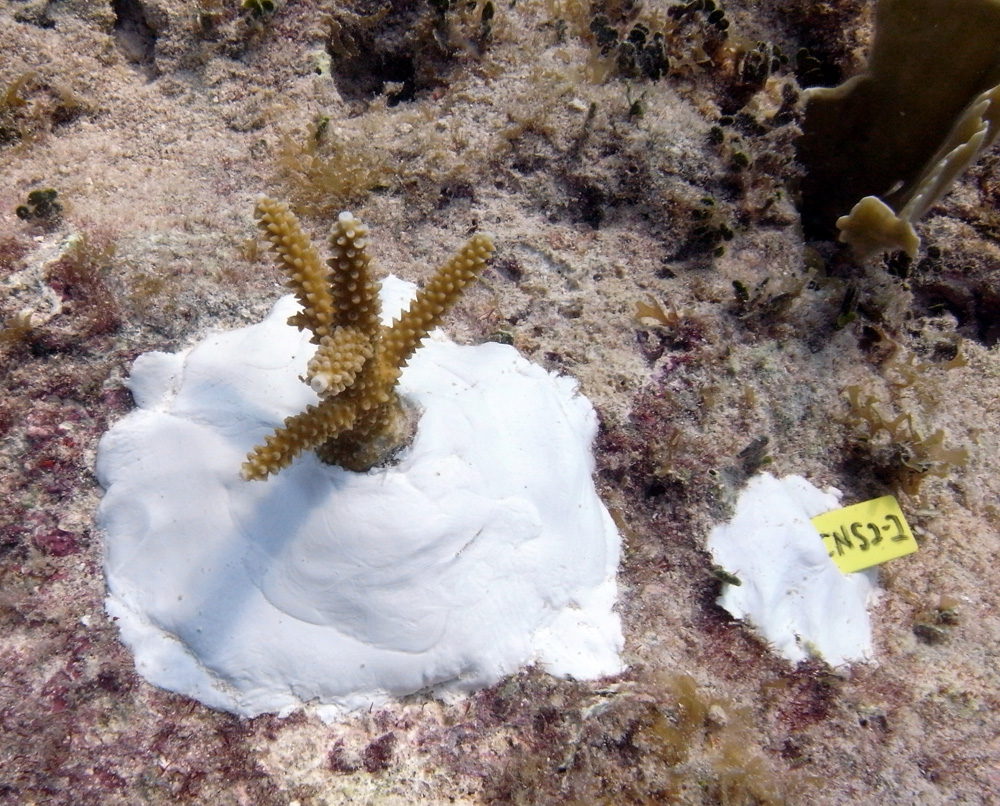 Key West Reef 33 - Reef Relief